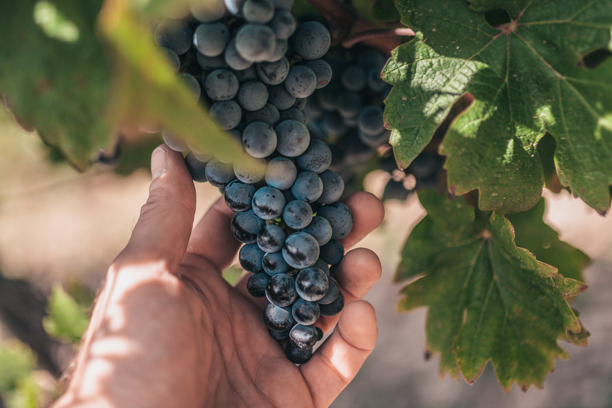 A farmer holds a large, heavy bunch of grapes in the vineyards of ...